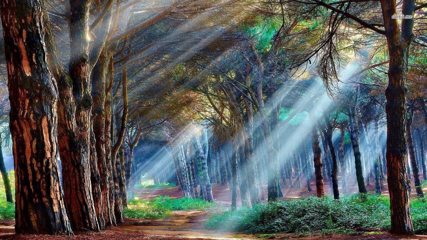 Light Through Trees Wallpapers - Top Free Light Through Trees ...