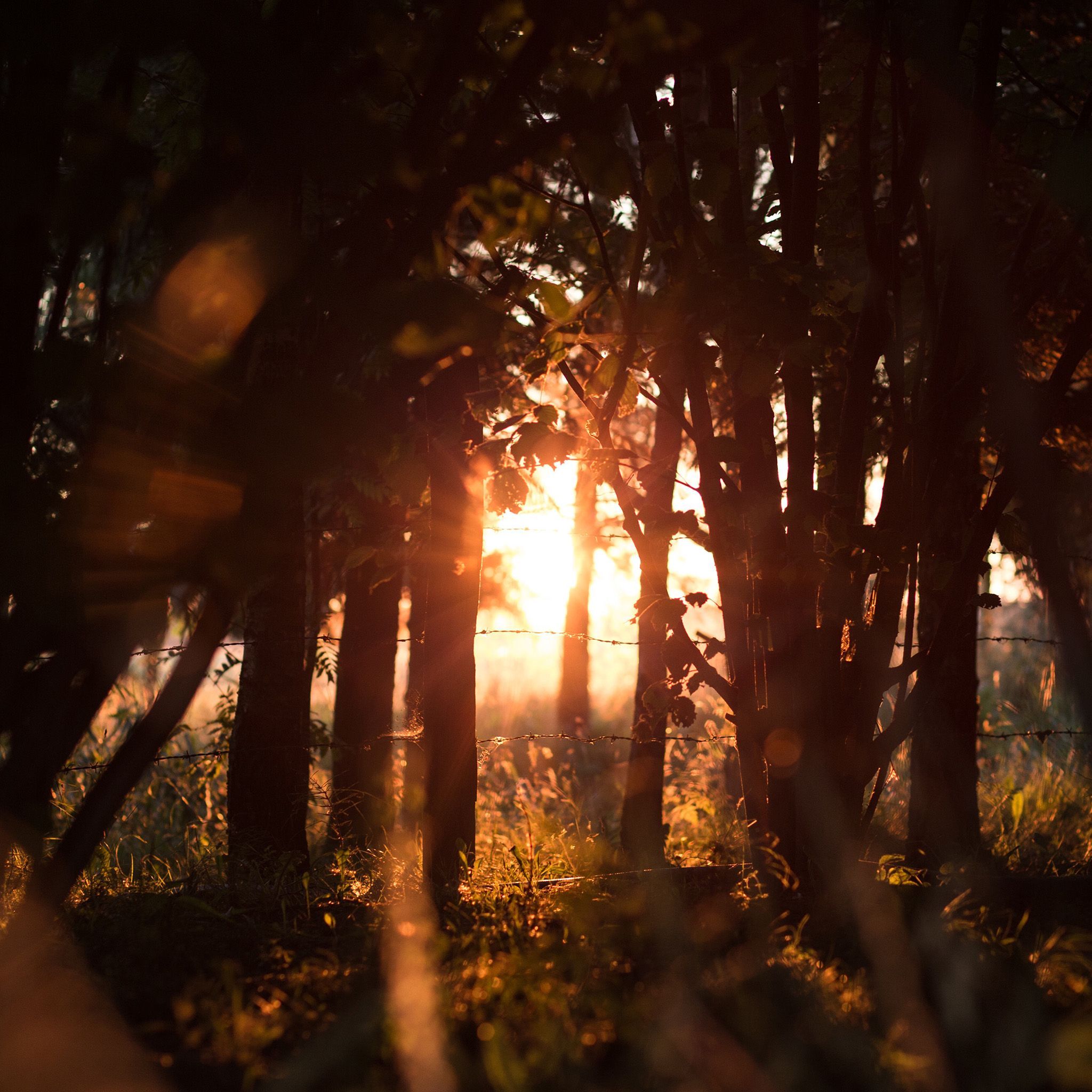 Light Through Trees Wallpapers - Top Free Light Through Trees ...