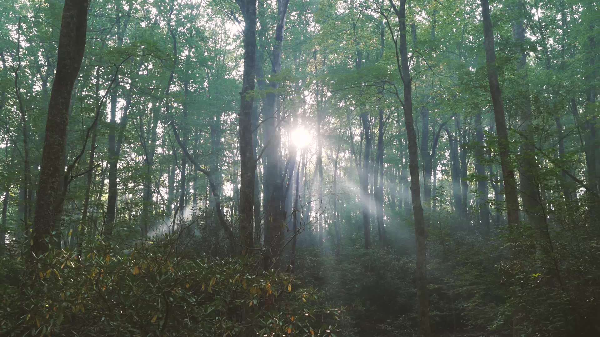 Light Through Trees Wallpapers - Top Free Light Through Trees ...