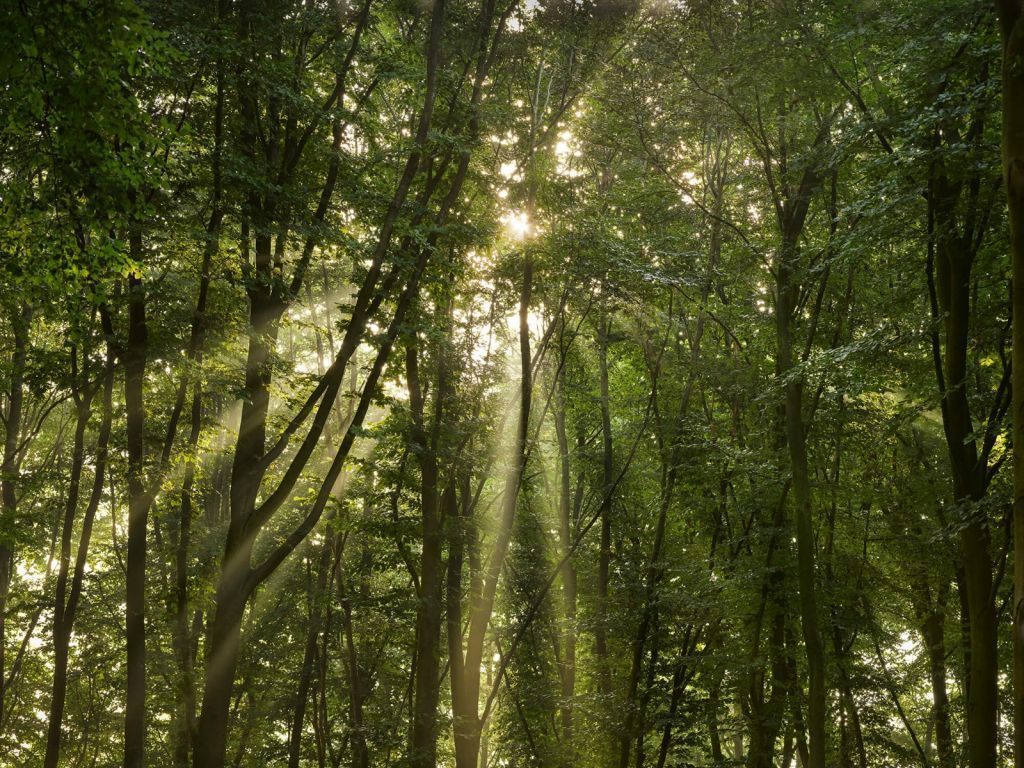 Light Through Trees Wallpapers - Top Free Light Through Trees ...