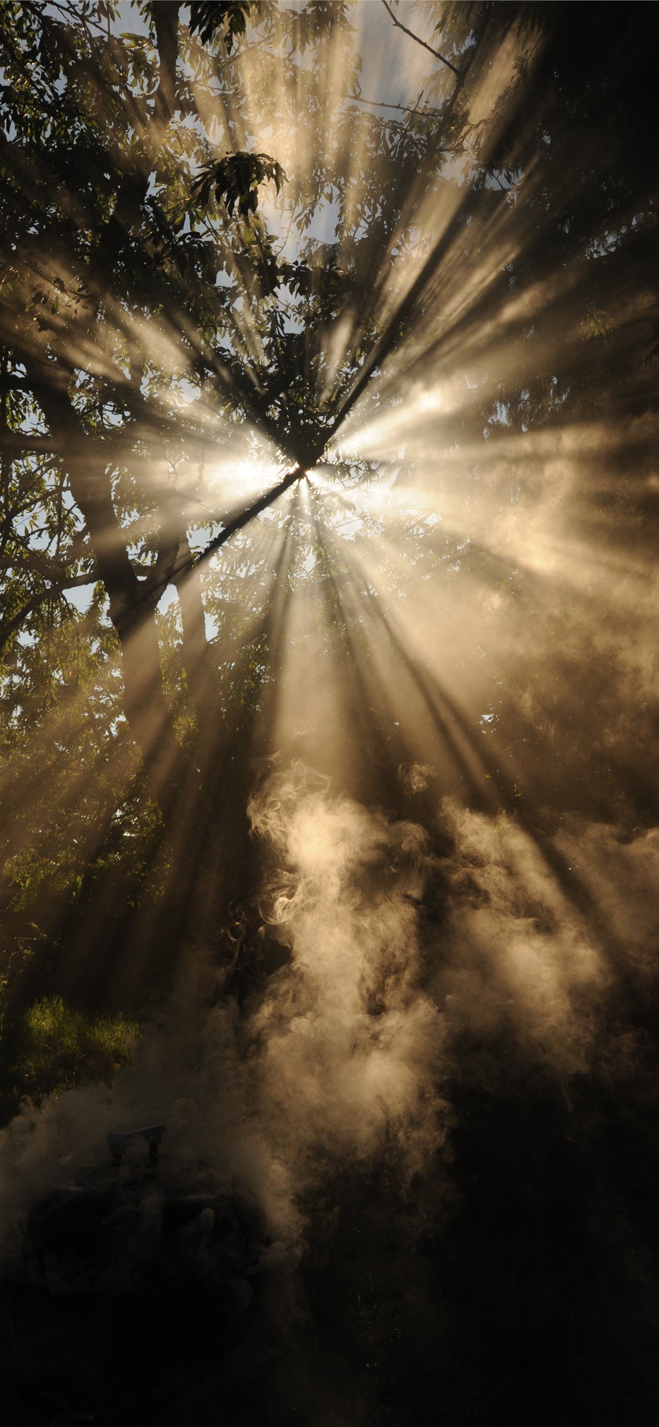 Light Through Trees Wallpapers - Top Free Light Through Trees ...