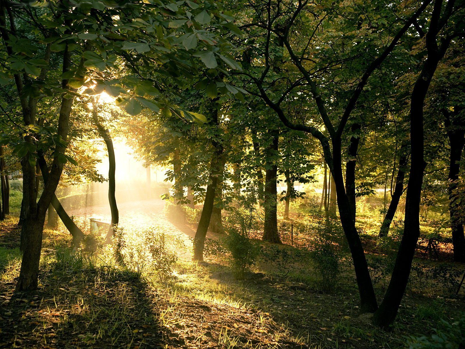 Light Through Trees Wallpapers - Top Free Light Through Trees ...