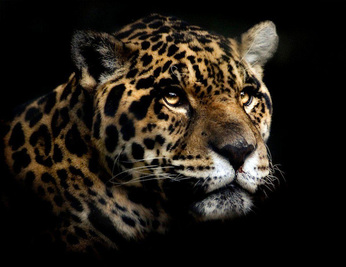 Jaguar Desktop Wallpapers - Top Free Jaguar Desktop Backgrounds ...