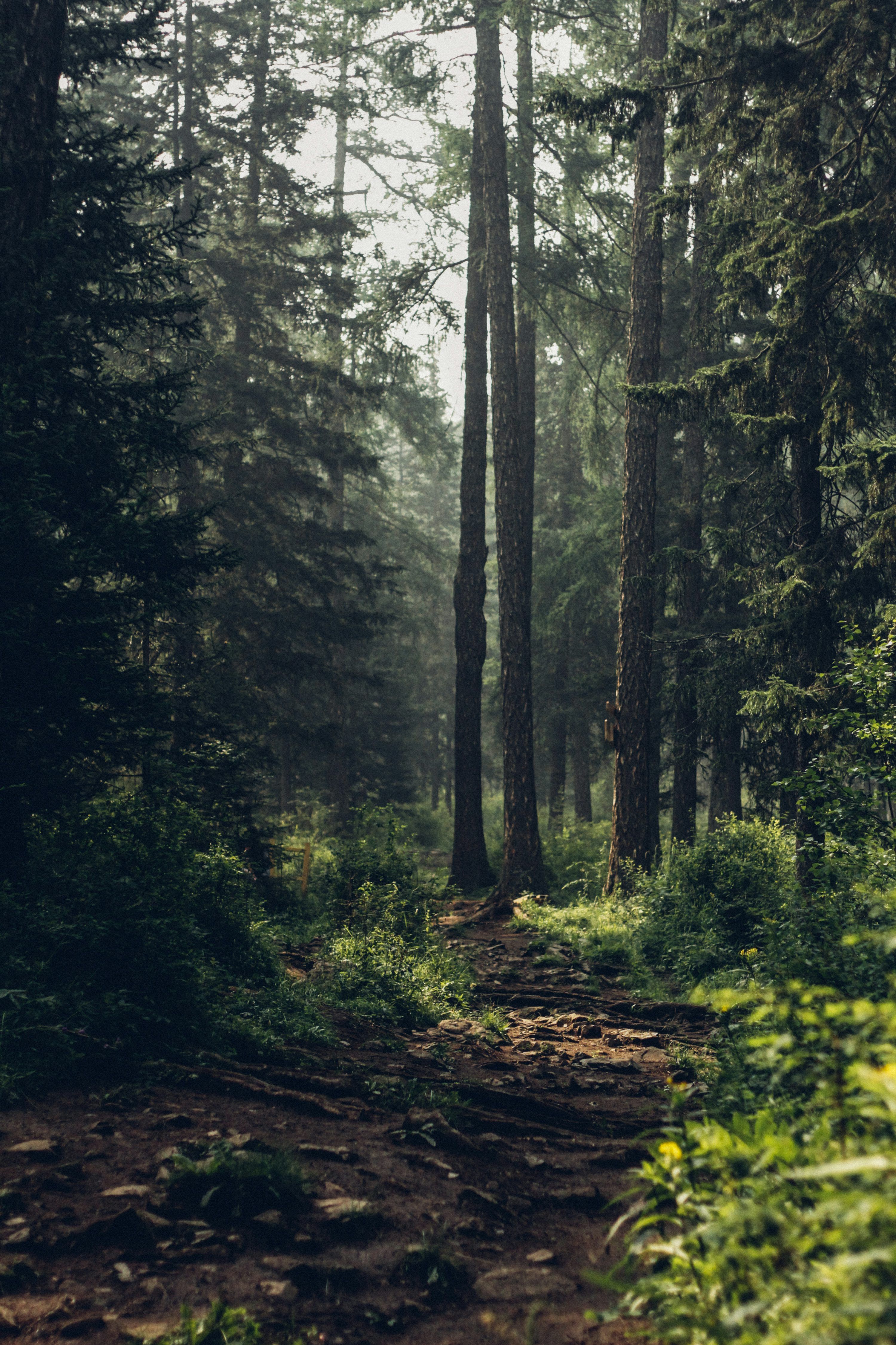 Forest Portrait Wallpapers - Top Free Forest Portrait Backgrounds ...