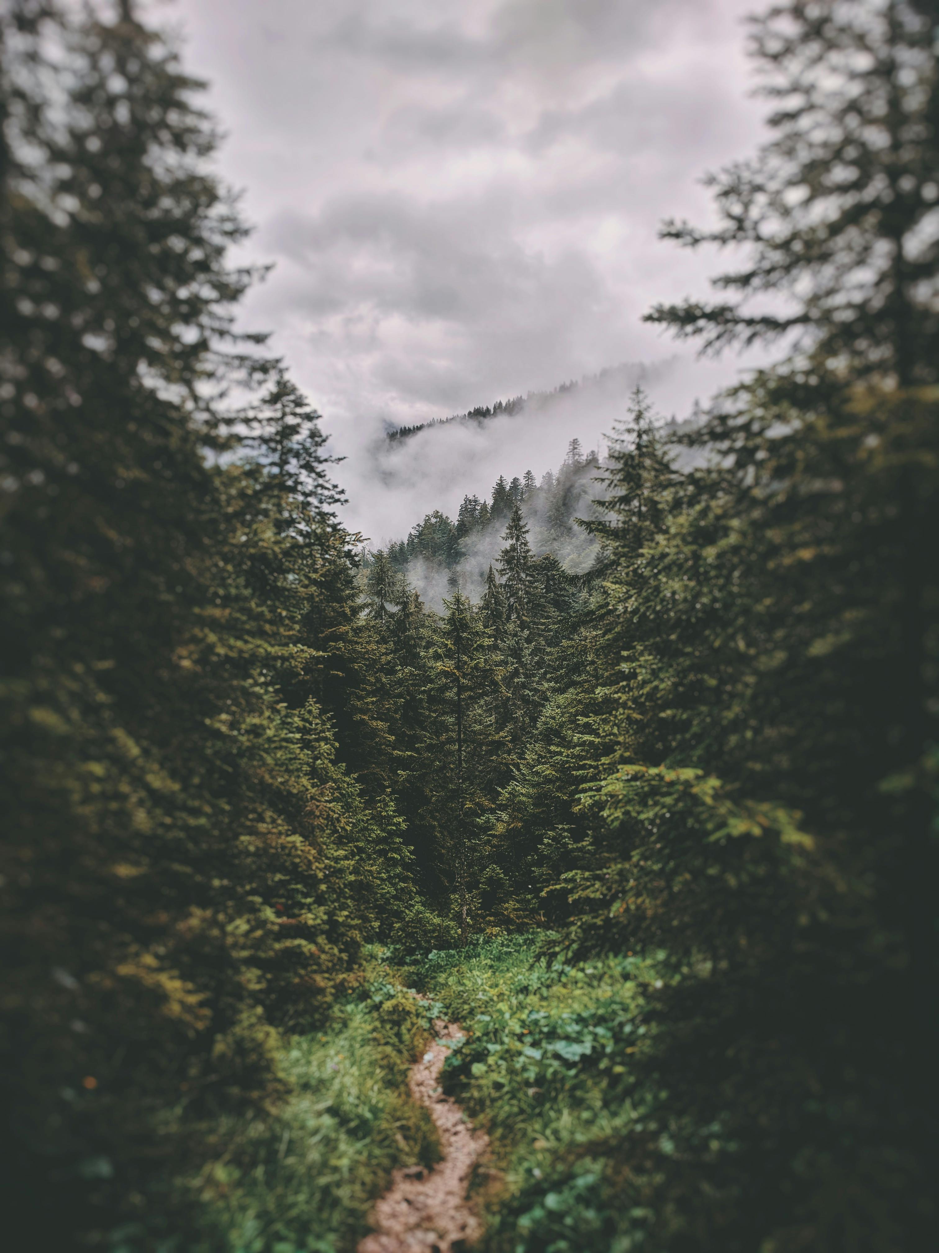 Forest Portrait Wallpapers - Top Free Forest Portrait Backgrounds ...