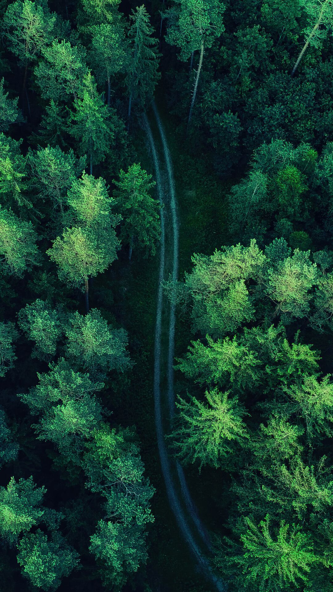 Forest Portrait Wallpapers - Top Free Forest Portrait Backgrounds ...
