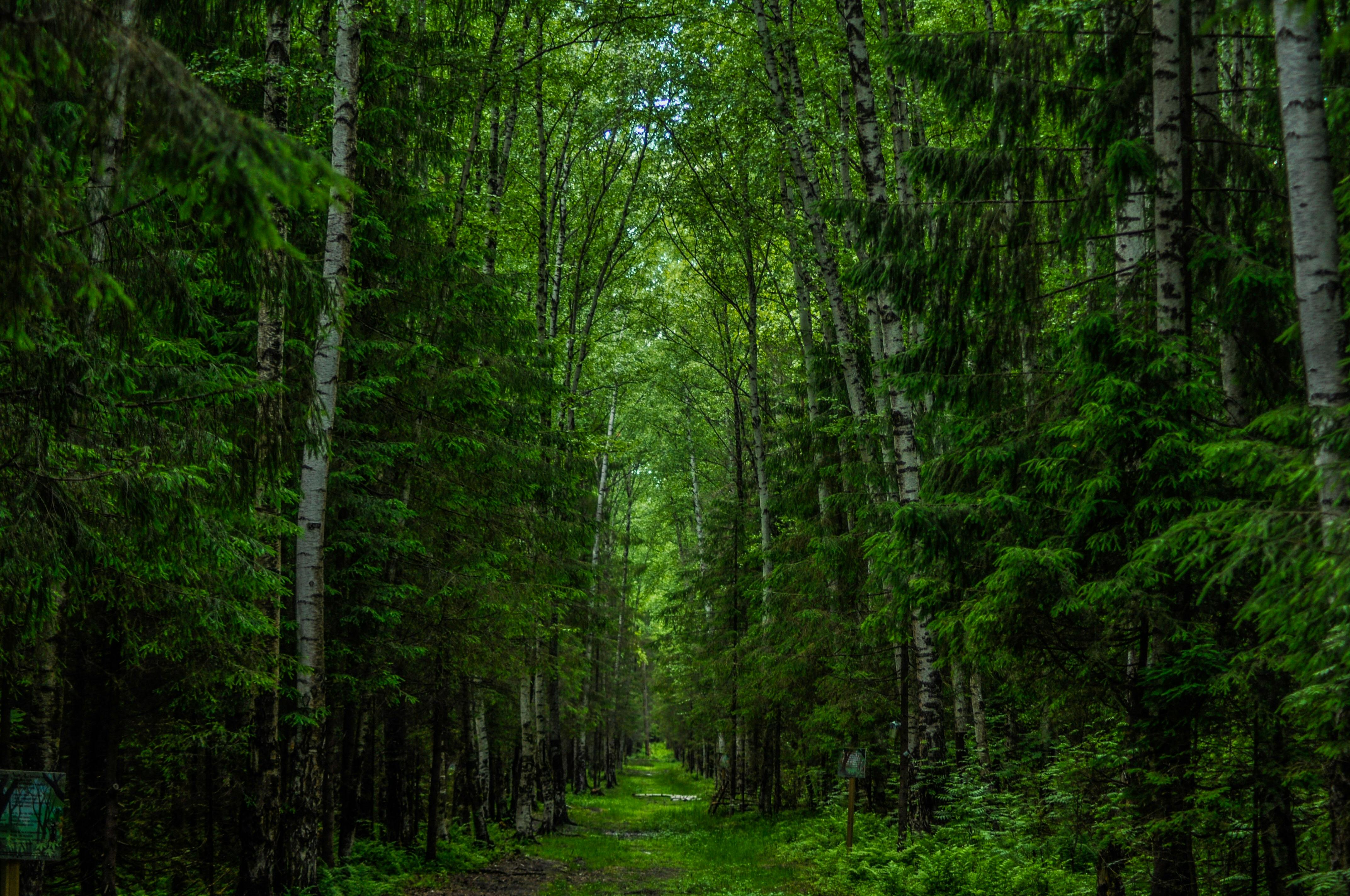 Forest Portrait Wallpapers - Top Free Forest Portrait Backgrounds ...