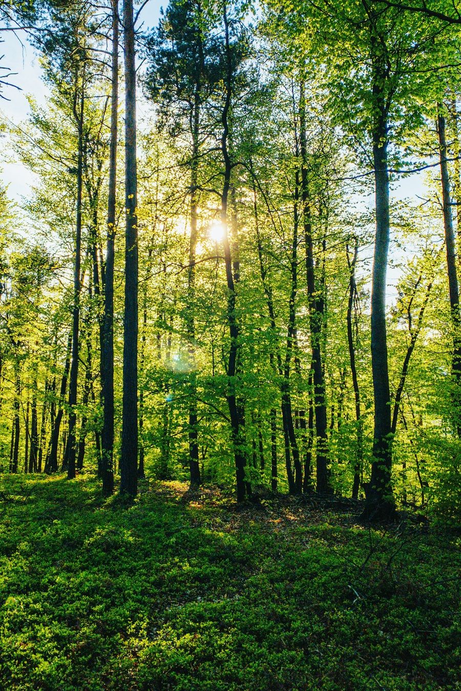 Forest Portrait Wallpapers - Top Free Forest Portrait Backgrounds ...