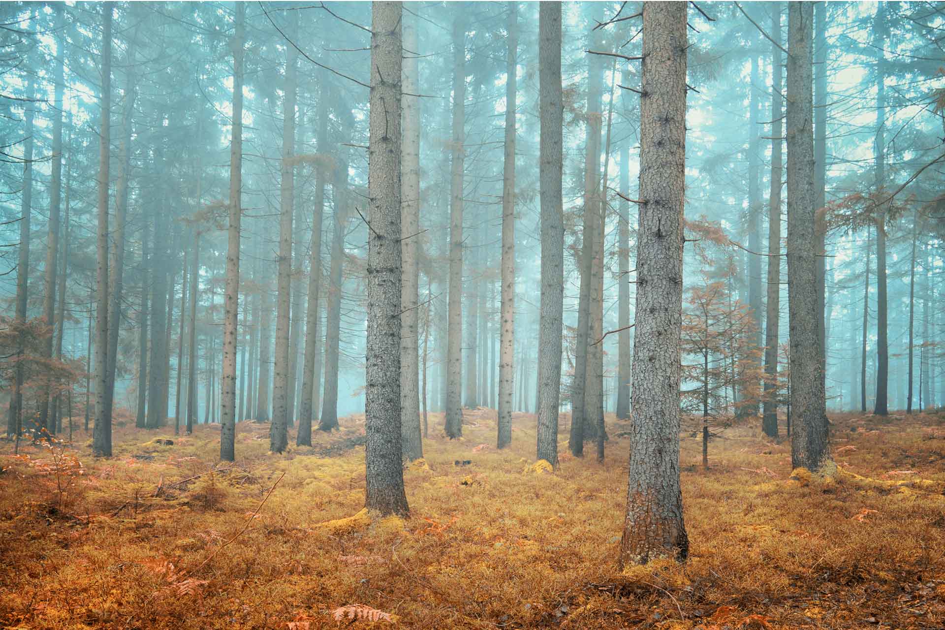 Forest Portrait Wallpapers - Top Free Forest Portrait Backgrounds ...