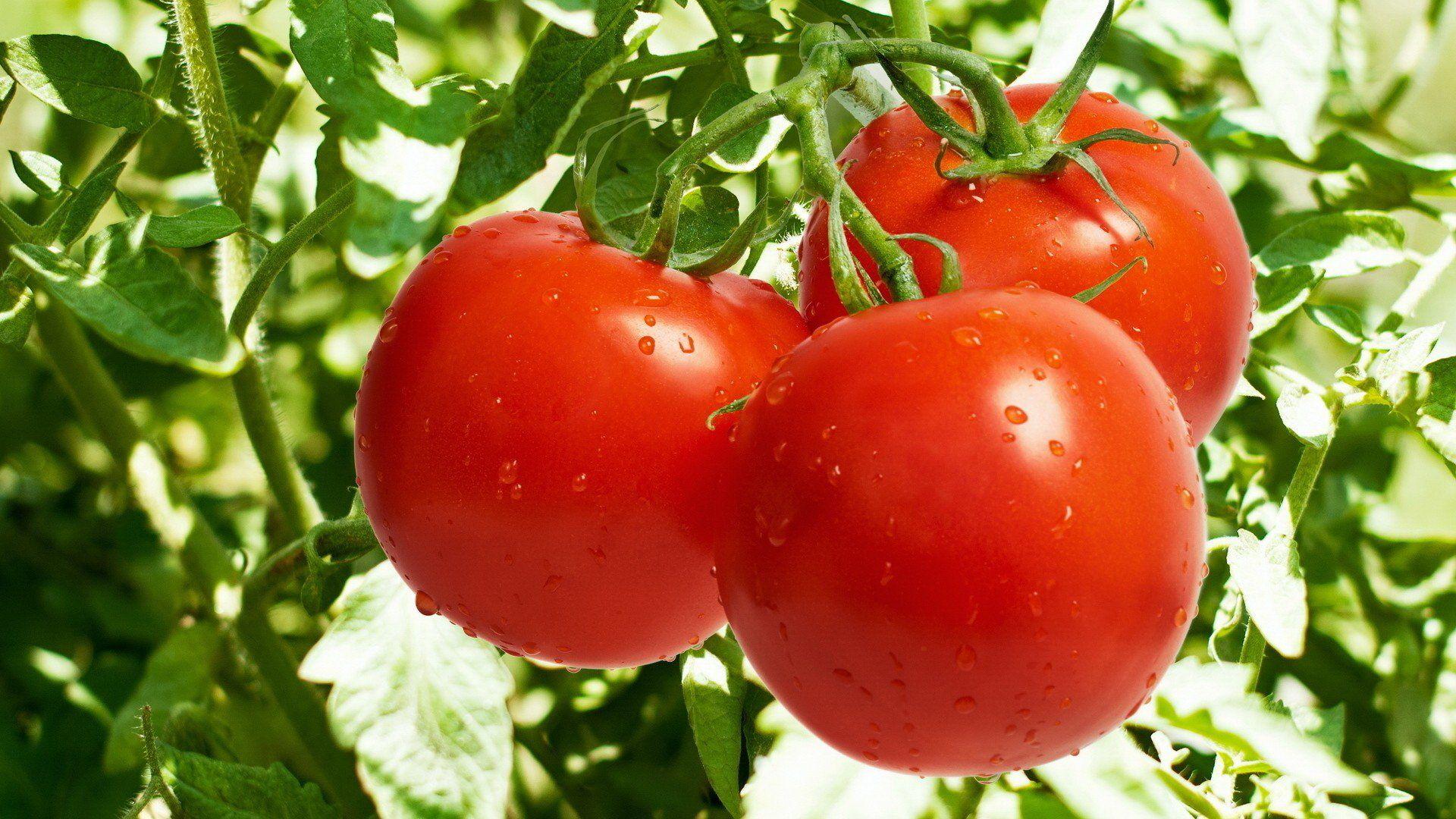 Tomatoes Wallpapers - Top Free Tomatoes Backgrounds - WallpaperAccess