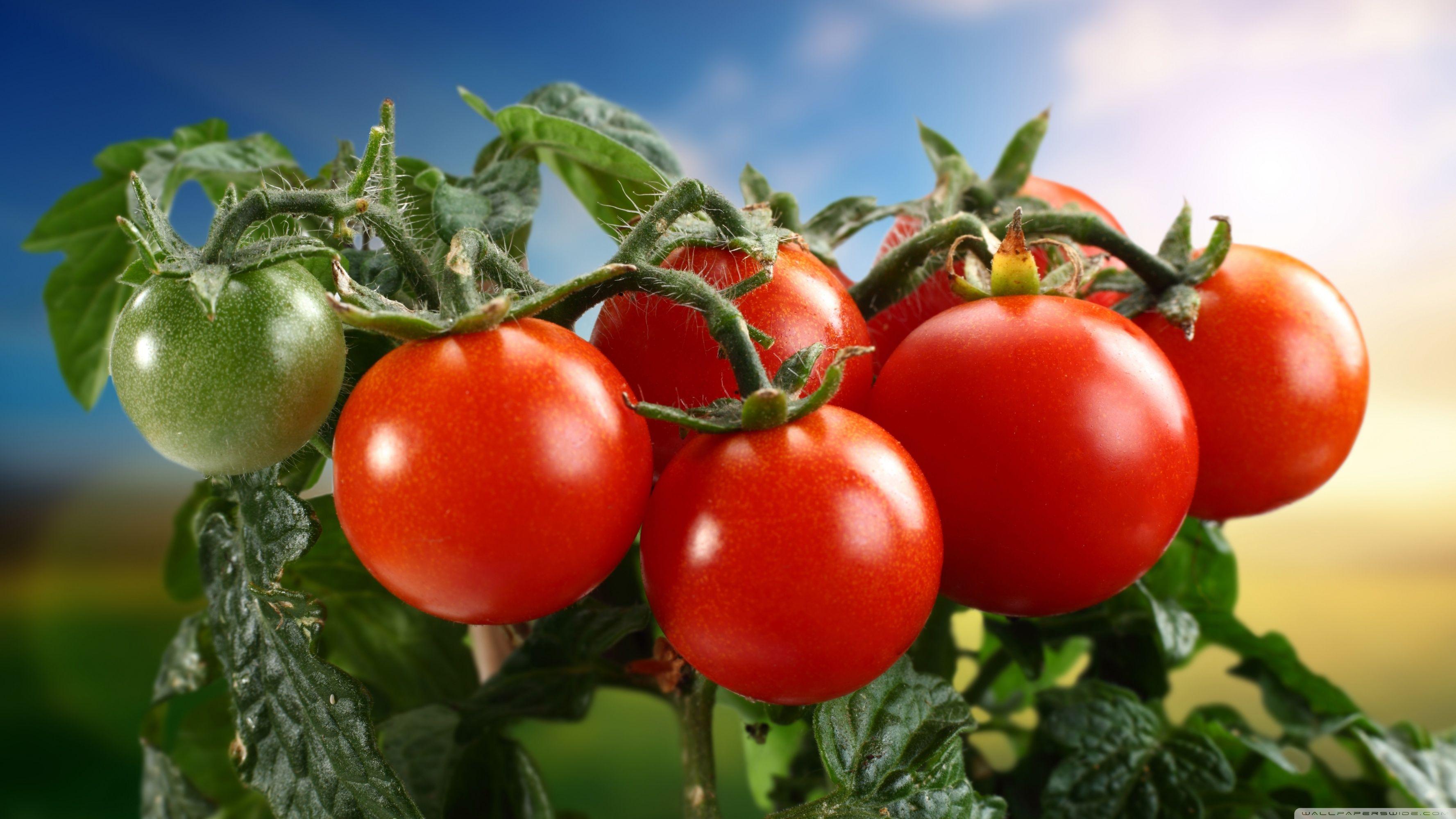 Tomatoes Wallpapers - Top Free Tomatoes Backgrounds - WallpaperAccess
