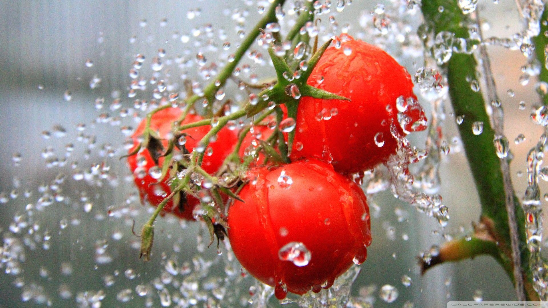 Tomato Wallpapers - Top Free Tomato Backgrounds - WallpaperAccess