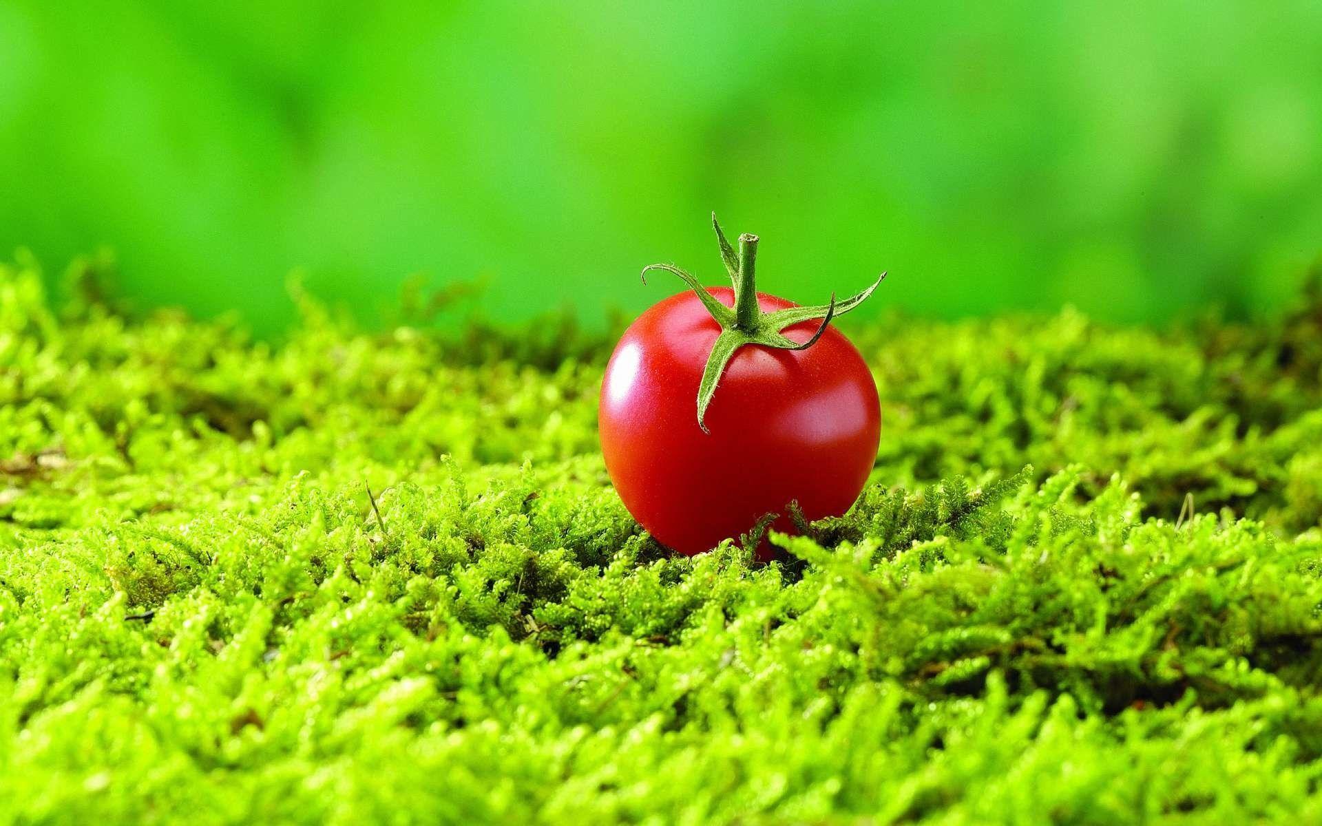 Tomato Wallpapers - Top Free Tomato Backgrounds - WallpaperAccess