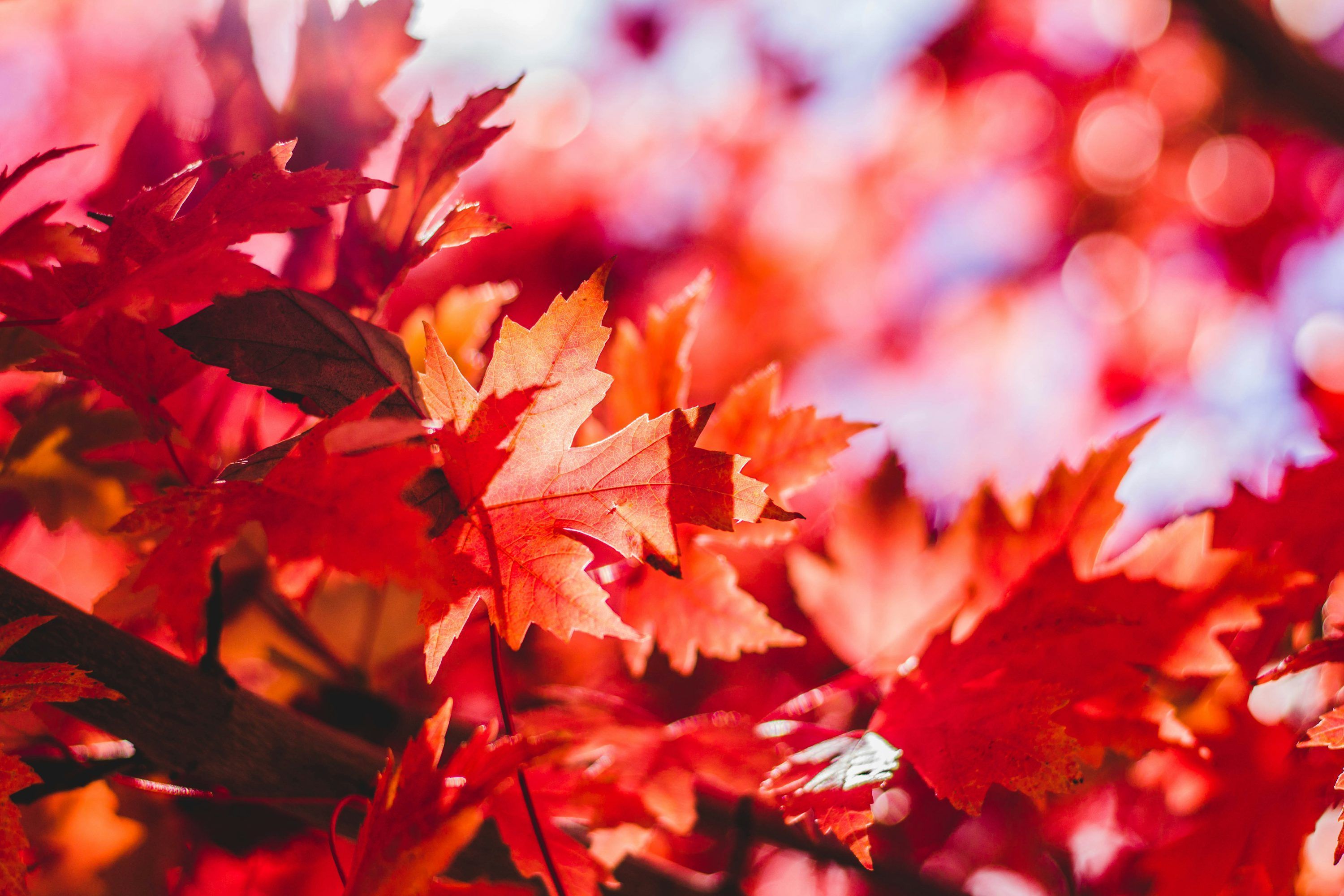 Canada Autumn Wallpapers - Top Free Canada Autumn Backgrounds ...