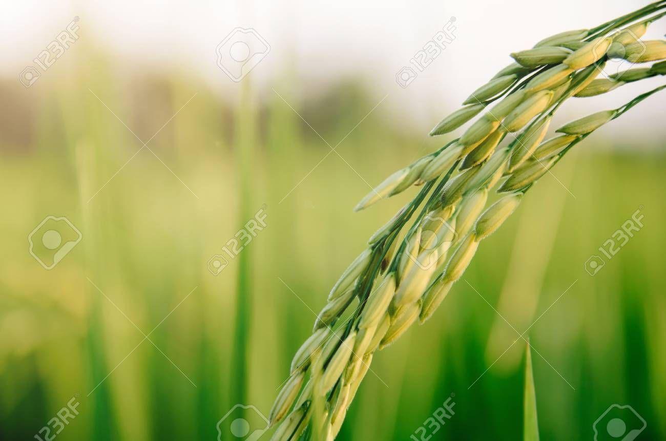 Rice Wallpapers - Top Free Rice Backgrounds - WallpaperAccess