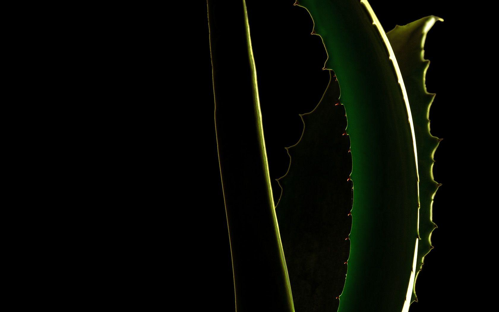 Agave Wallpapers - Top Free Agave Backgrounds - WallpaperAccess