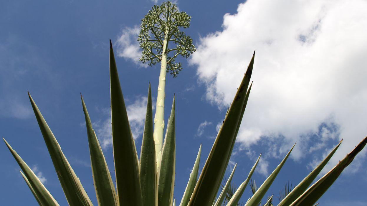 Agave Wallpapers - Top Free Agave Backgrounds - WallpaperAccess