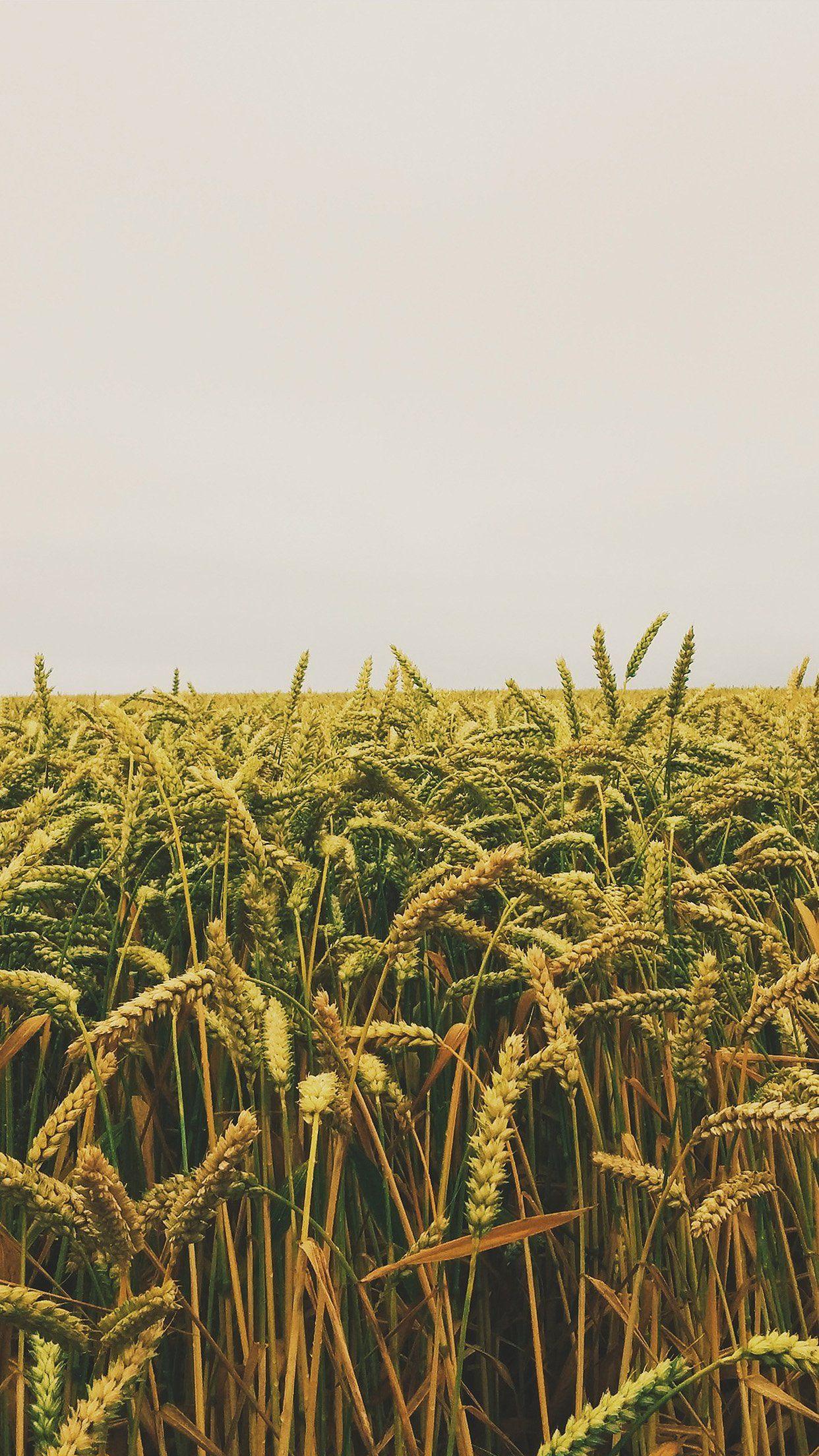 Rice Wallpapers - Top Free Rice Backgrounds - WallpaperAccess