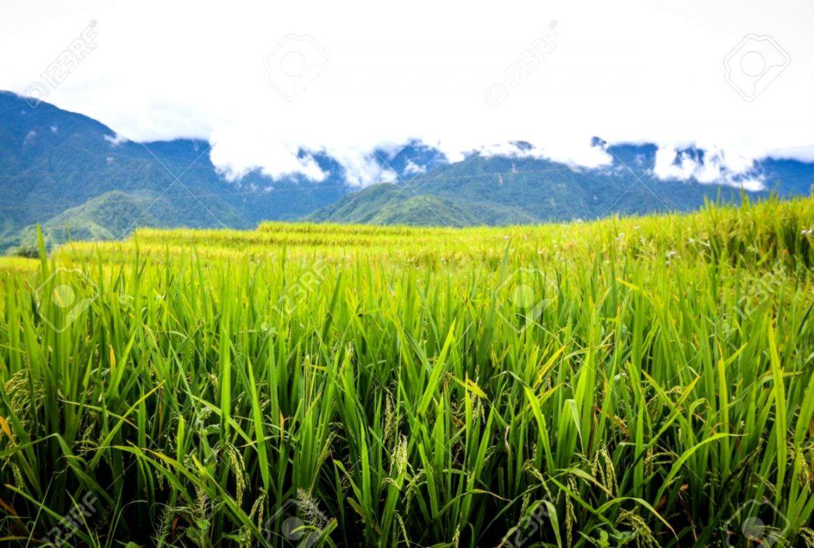 Rice Field Wallpapers - Top Free Rice Field Backgrounds - WallpaperAccess