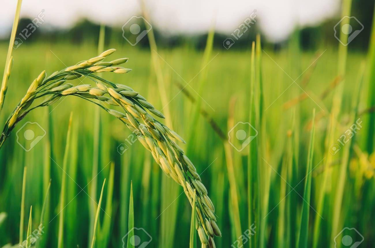 Rice Field Wallpapers - Top Free Rice Field Backgrounds - WallpaperAccess
