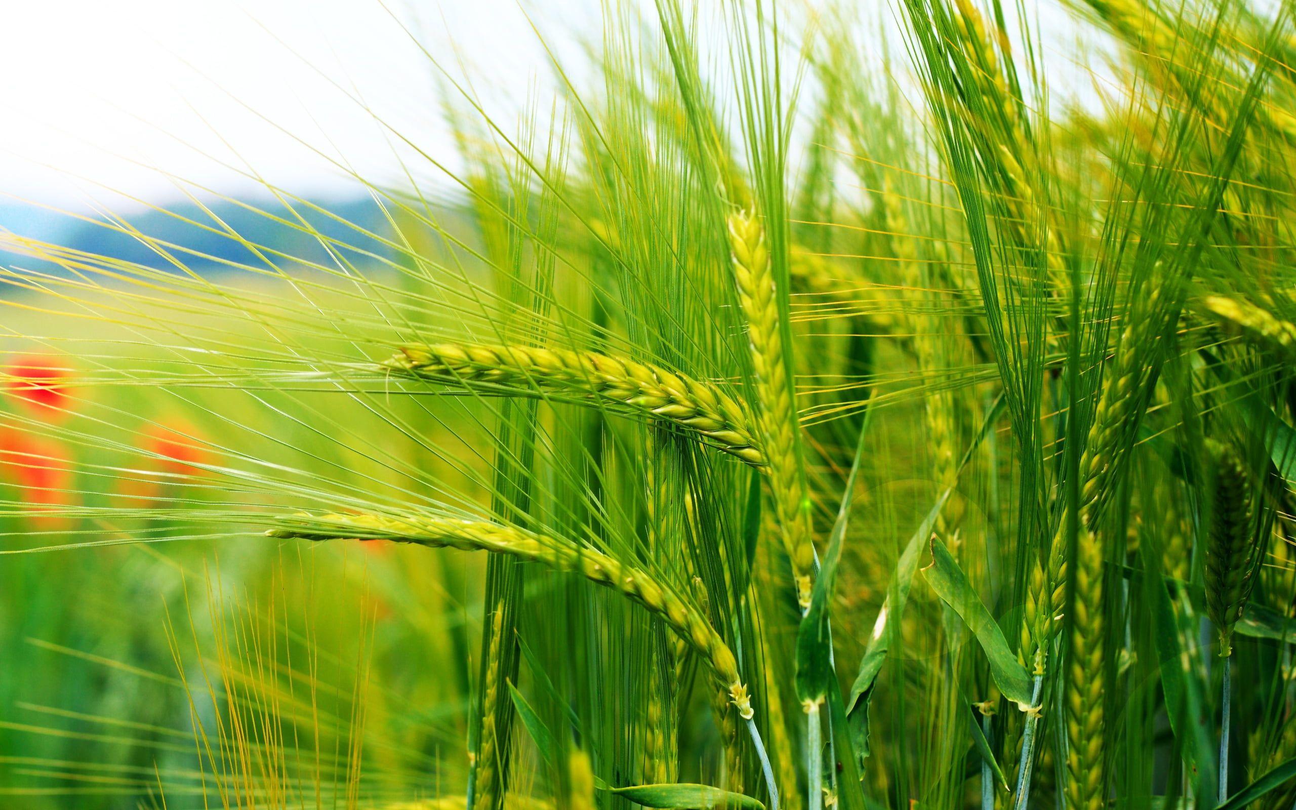 Rice Field Wallpapers - Top Free Rice Field Backgrounds - WallpaperAccess