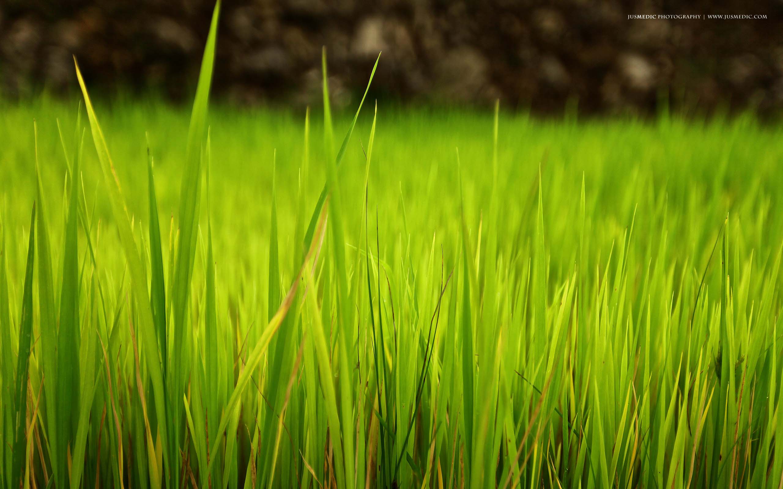 Rice Field Wallpapers - Top Free Rice Field Backgrounds - WallpaperAccess