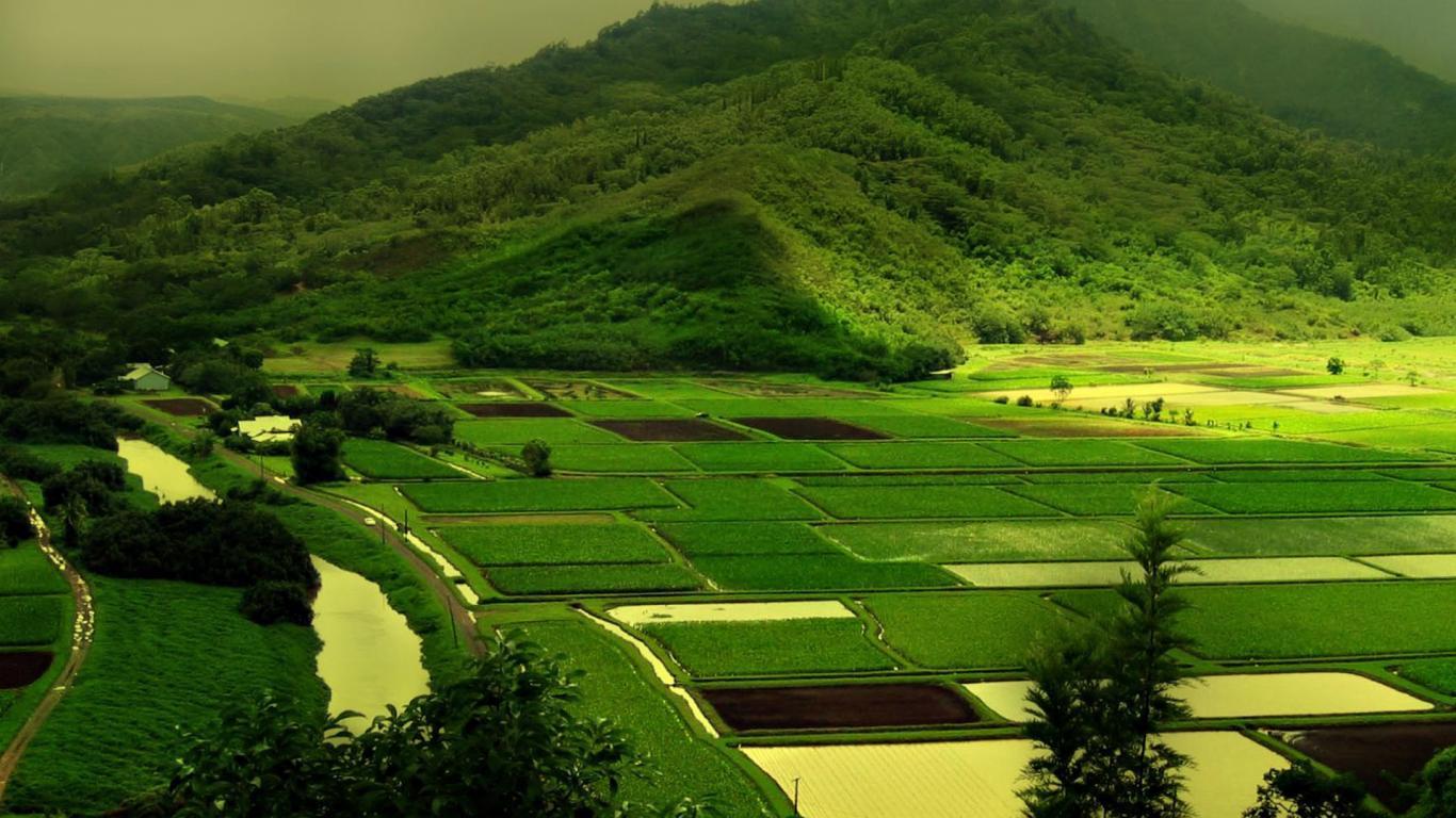 Rice Field Wallpapers - Top Free Rice Field Backgrounds - WallpaperAccess