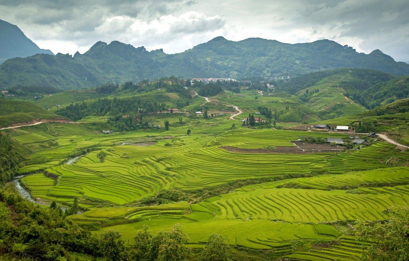 Rice Field Wallpapers - Top Free Rice Field Backgrounds - WallpaperAccess