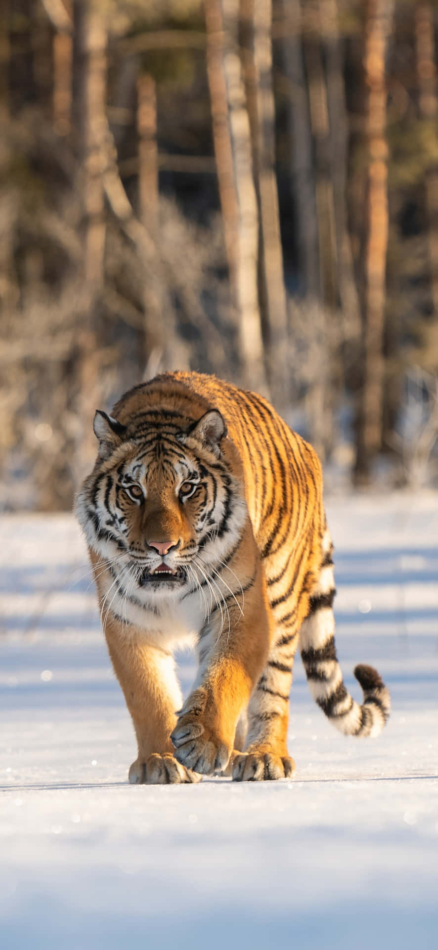 Tiger Mobile Wallpapers - Top Free Tiger Mobile Backgrounds ...