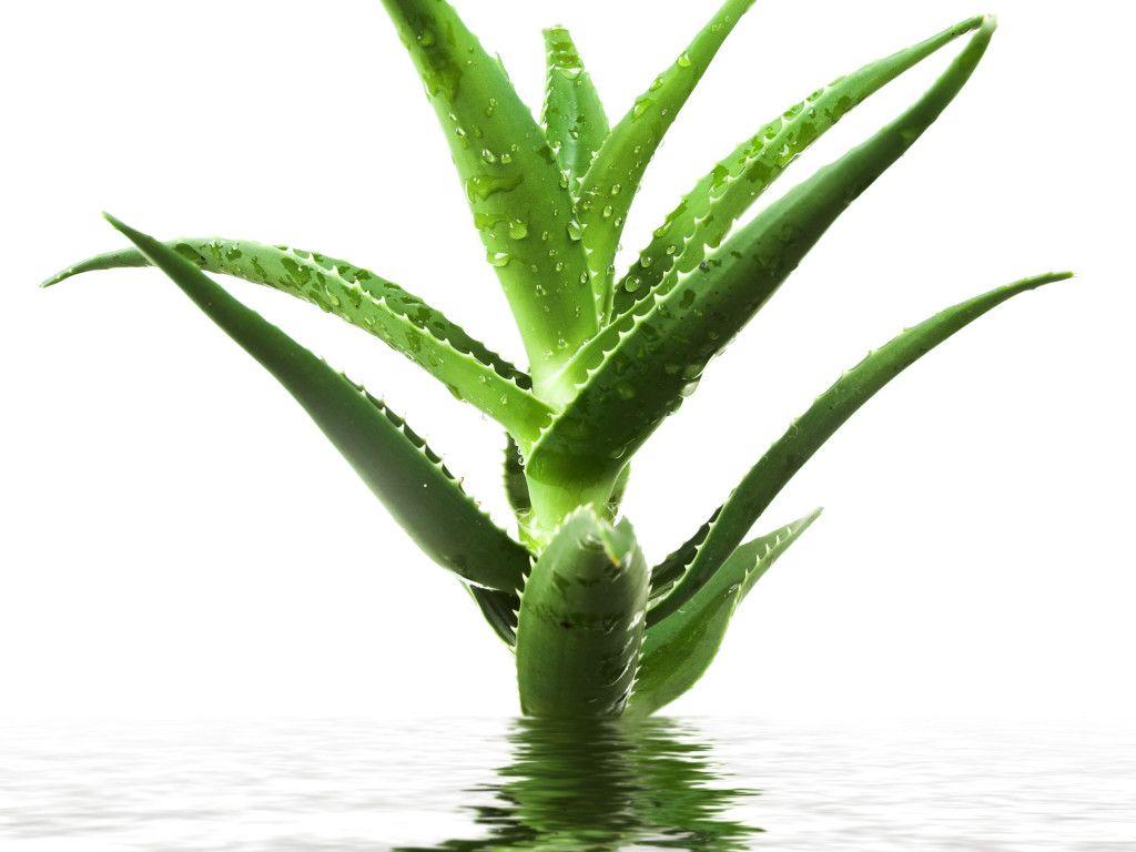 Aloe Vera Wallpapers - Top Free Aloe Vera Backgrounds - WallpaperAccess