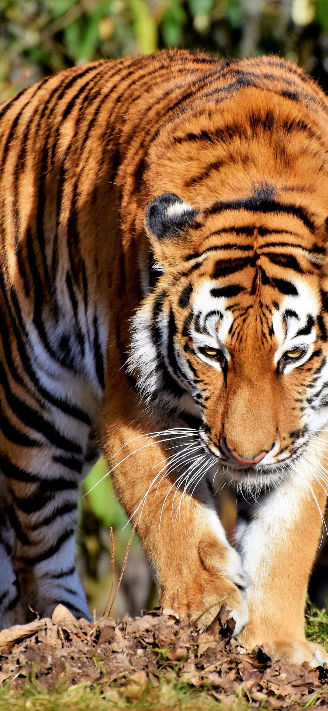 Tiger Mobile Wallpapers - Top Free Tiger Mobile Backgrounds ...