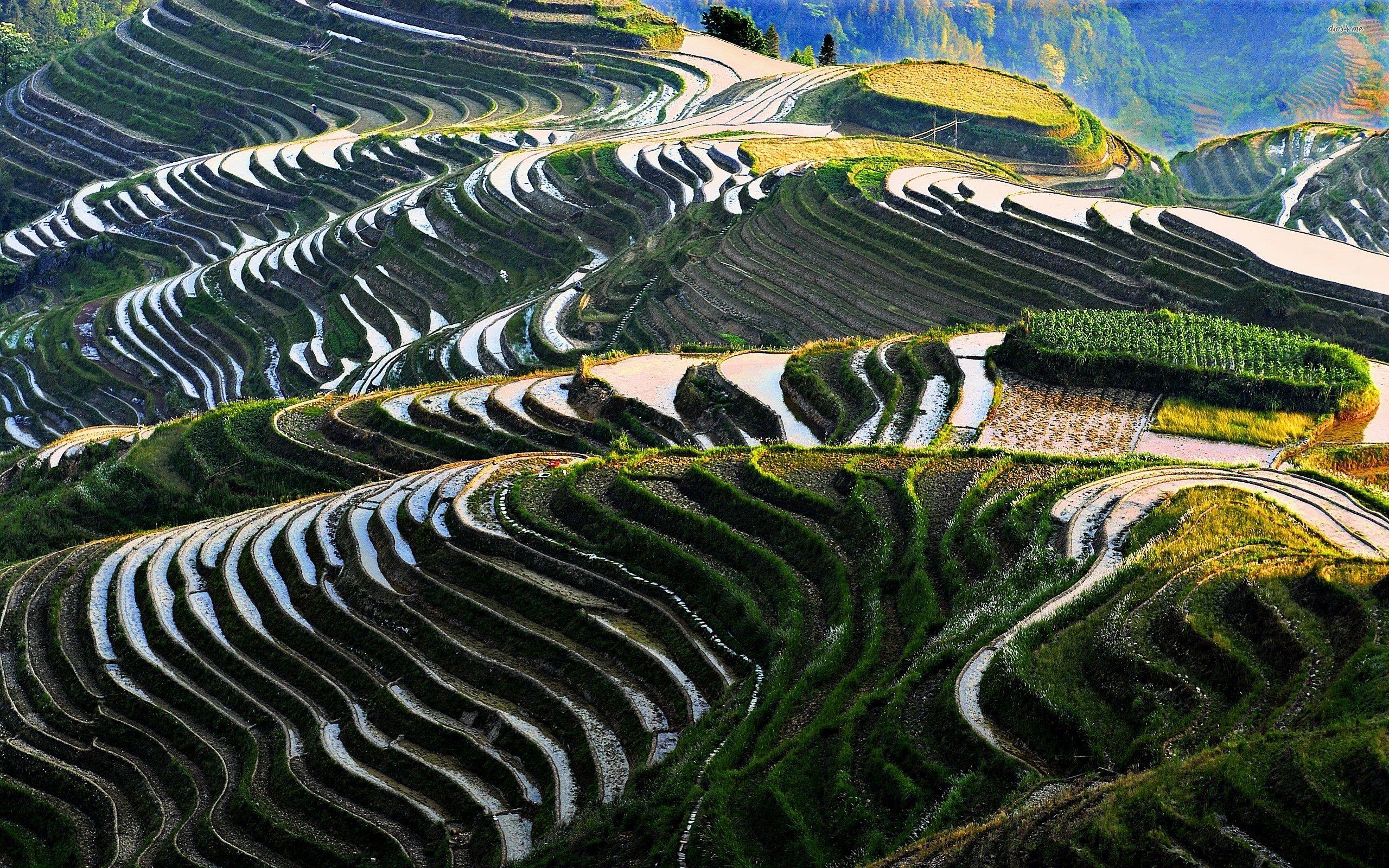 Rice Field Wallpapers - Top Free Rice Field Backgrounds - WallpaperAccess