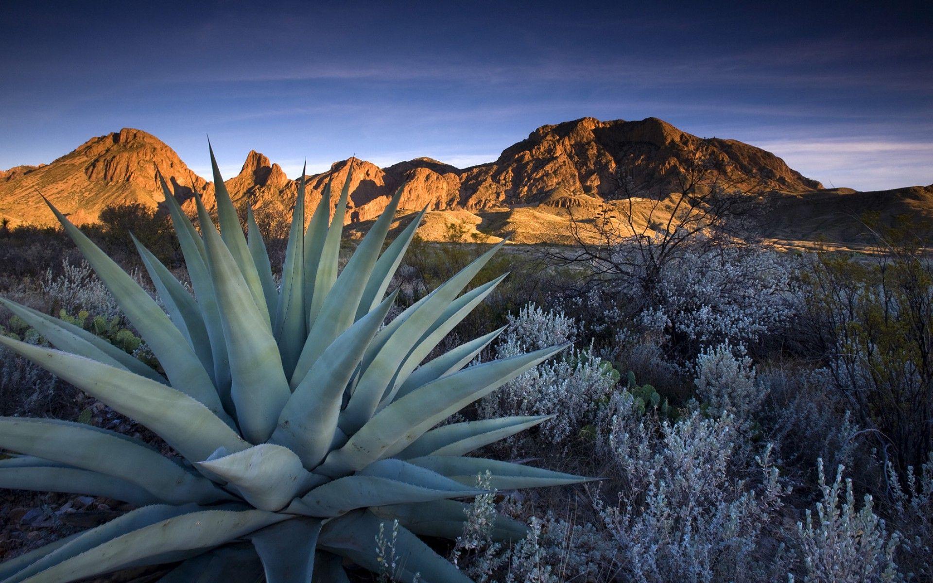 Aloe Vera Wallpapers - Top Free Aloe Vera Backgrounds - WallpaperAccess