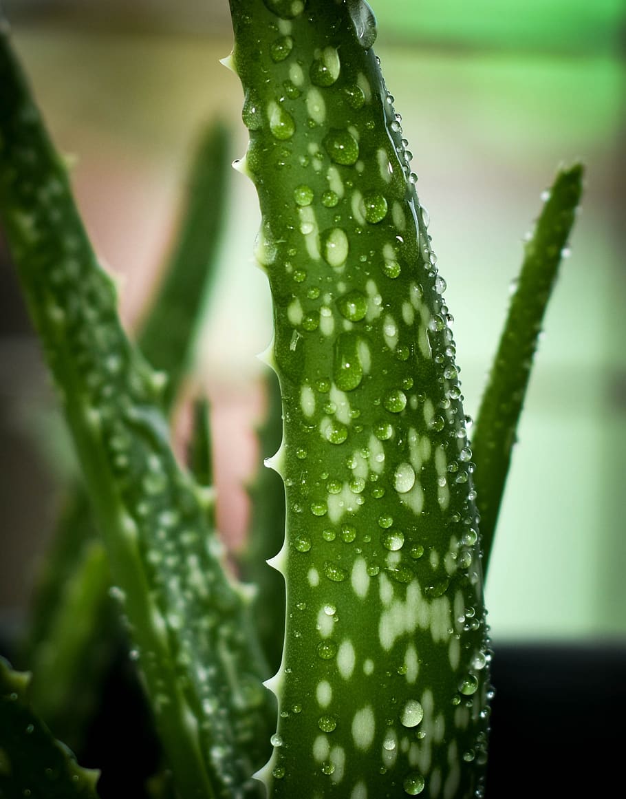 Aloe Vera Wallpapers - Top Free Aloe Vera Backgrounds - WallpaperAccess