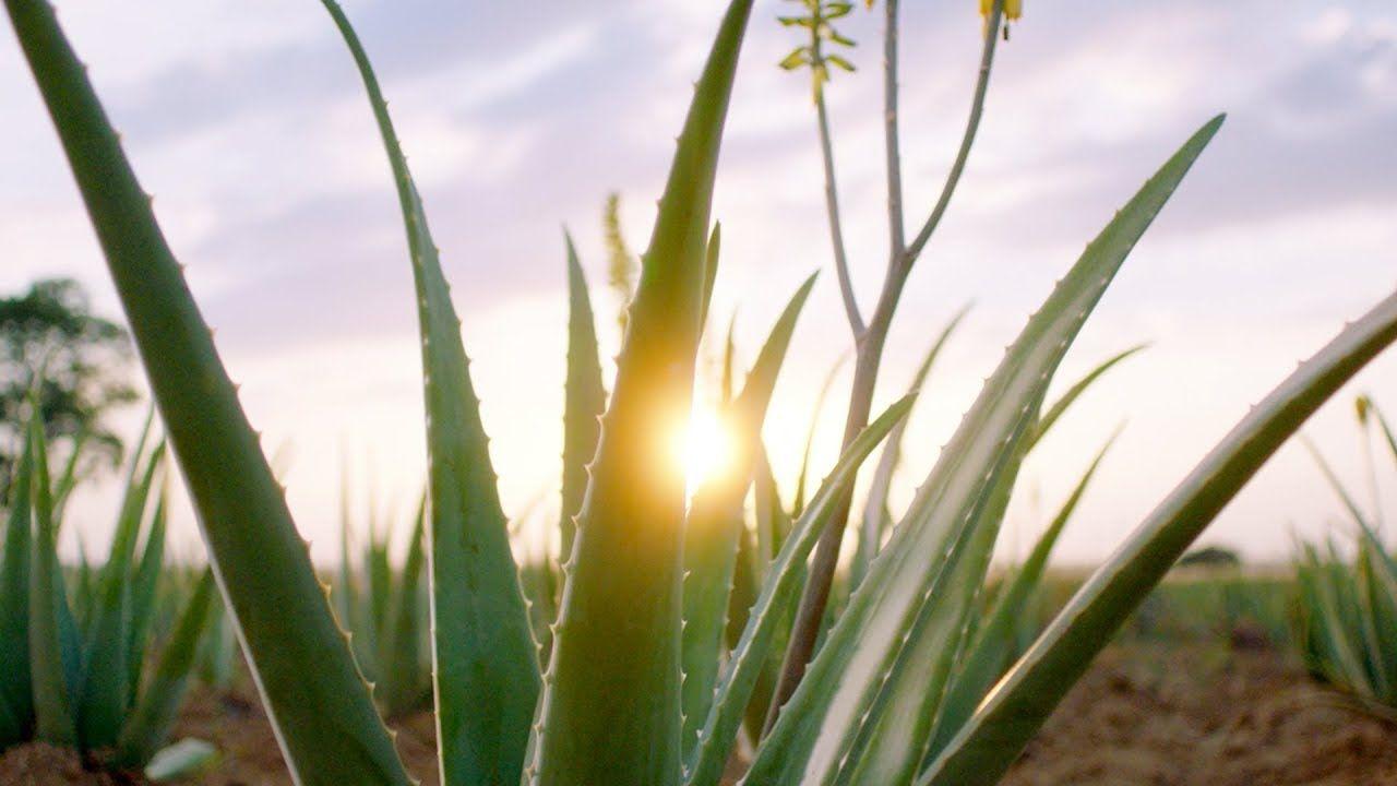 Aloe Vera Wallpapers - Top Free Aloe Vera Backgrounds - WallpaperAccess