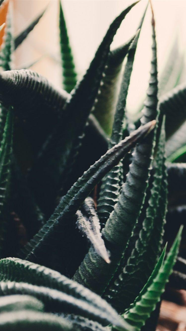 Aloe Vera Wallpapers - Top Free Aloe Vera Backgrounds - WallpaperAccess