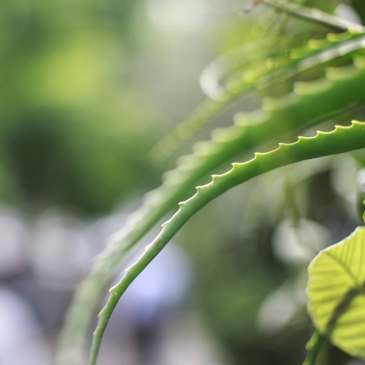 Aloe Vera Wallpapers - Top Free Aloe Vera Backgrounds - WallpaperAccess