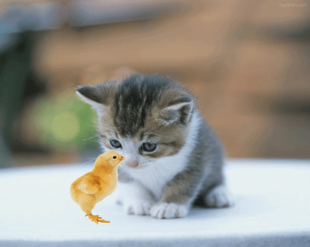 Kucing Lucu Wallpapers - Top Free Kucing Lucu Backgrounds - WallpaperAccess