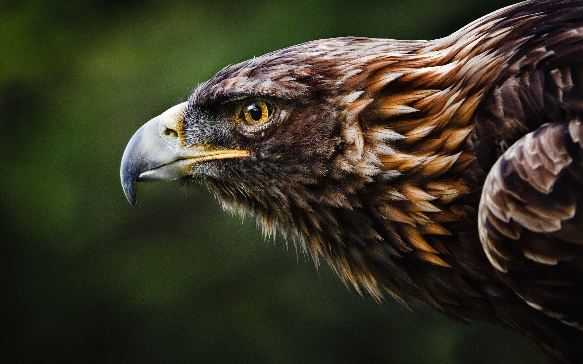 Golden Eagle HD Wallpapers - Top Free Golden Eagle HD Backgrounds ...