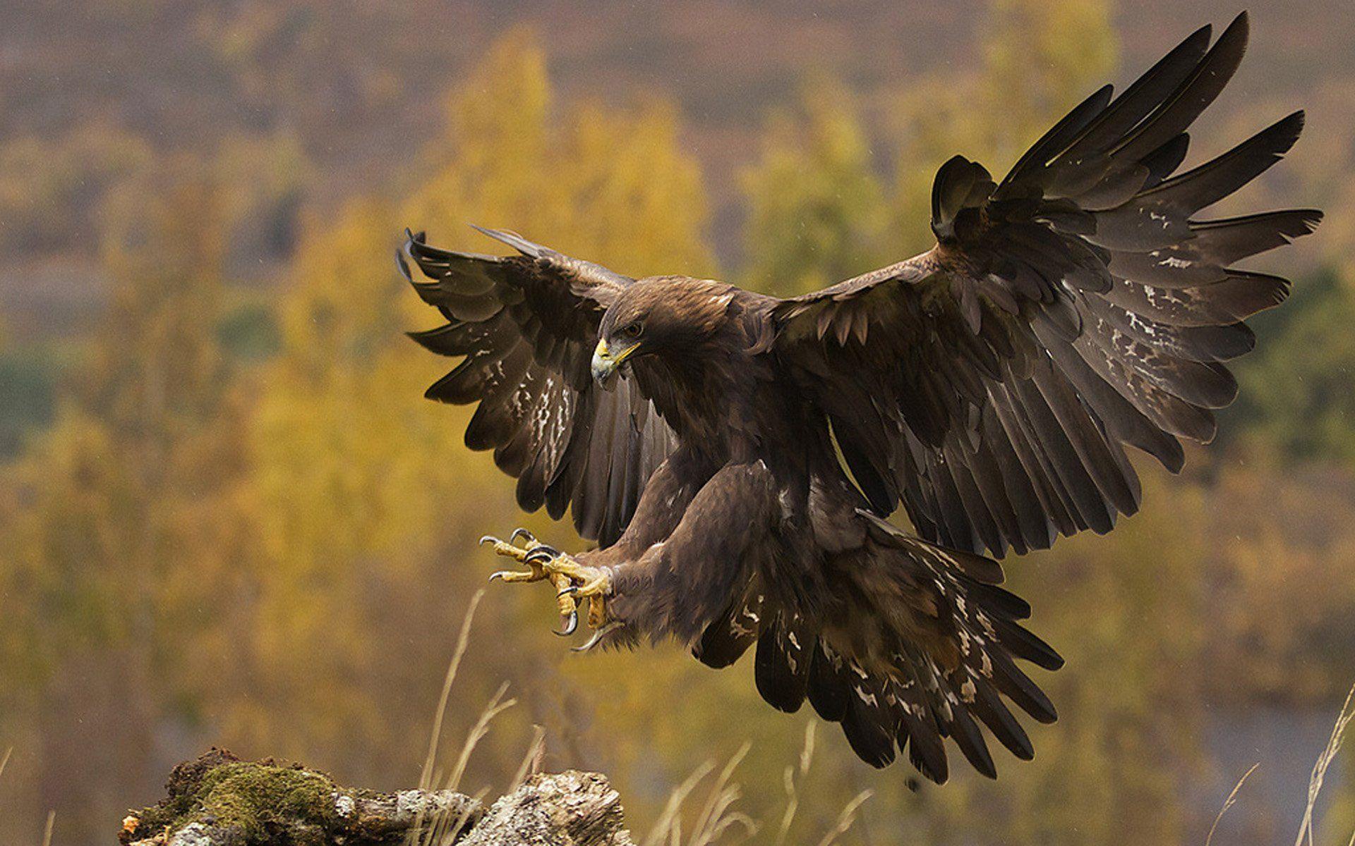 Golden Eagle Wallpapers - Top Free Golden Eagle Backgrounds - WallpaperAccess