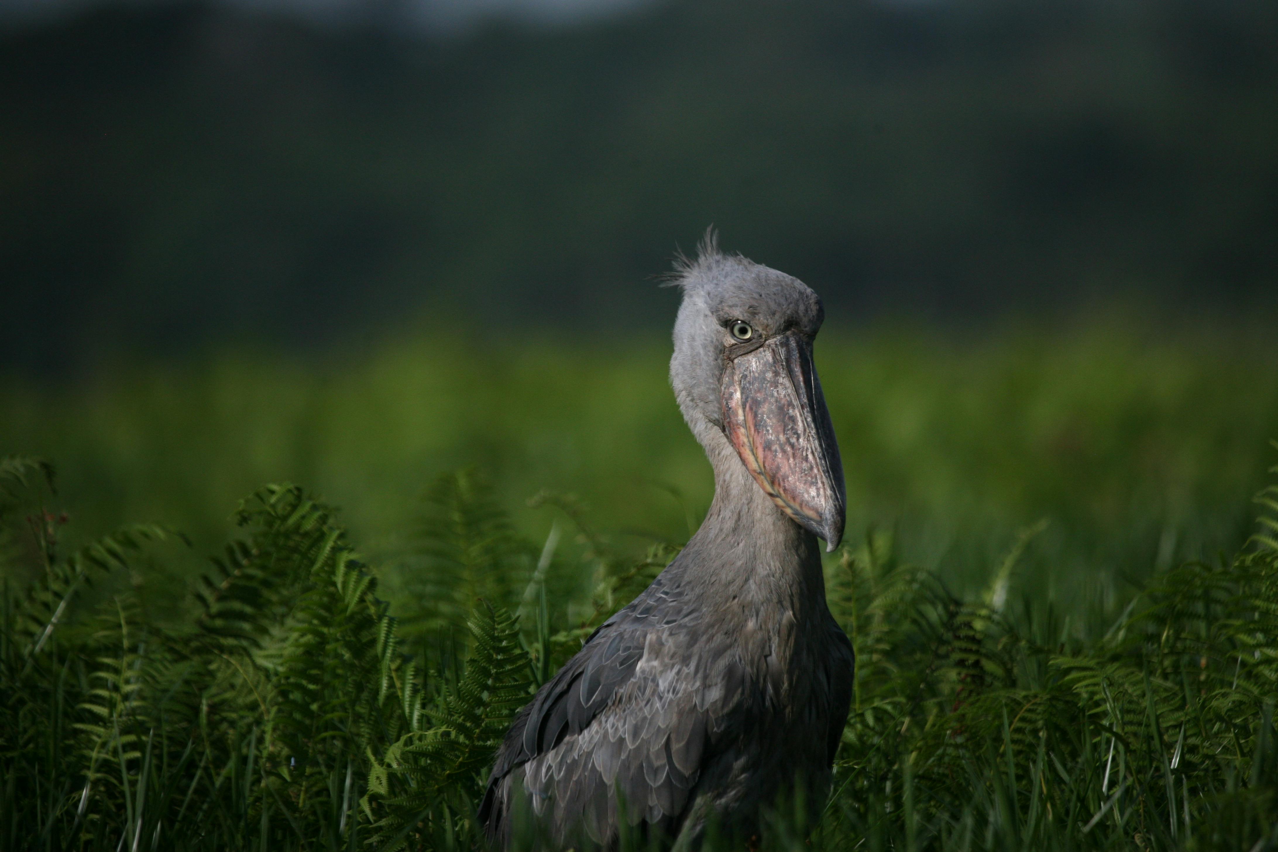 Shoebill Wallpapers - Top Free Shoebill Backgrounds - WallpaperAccess