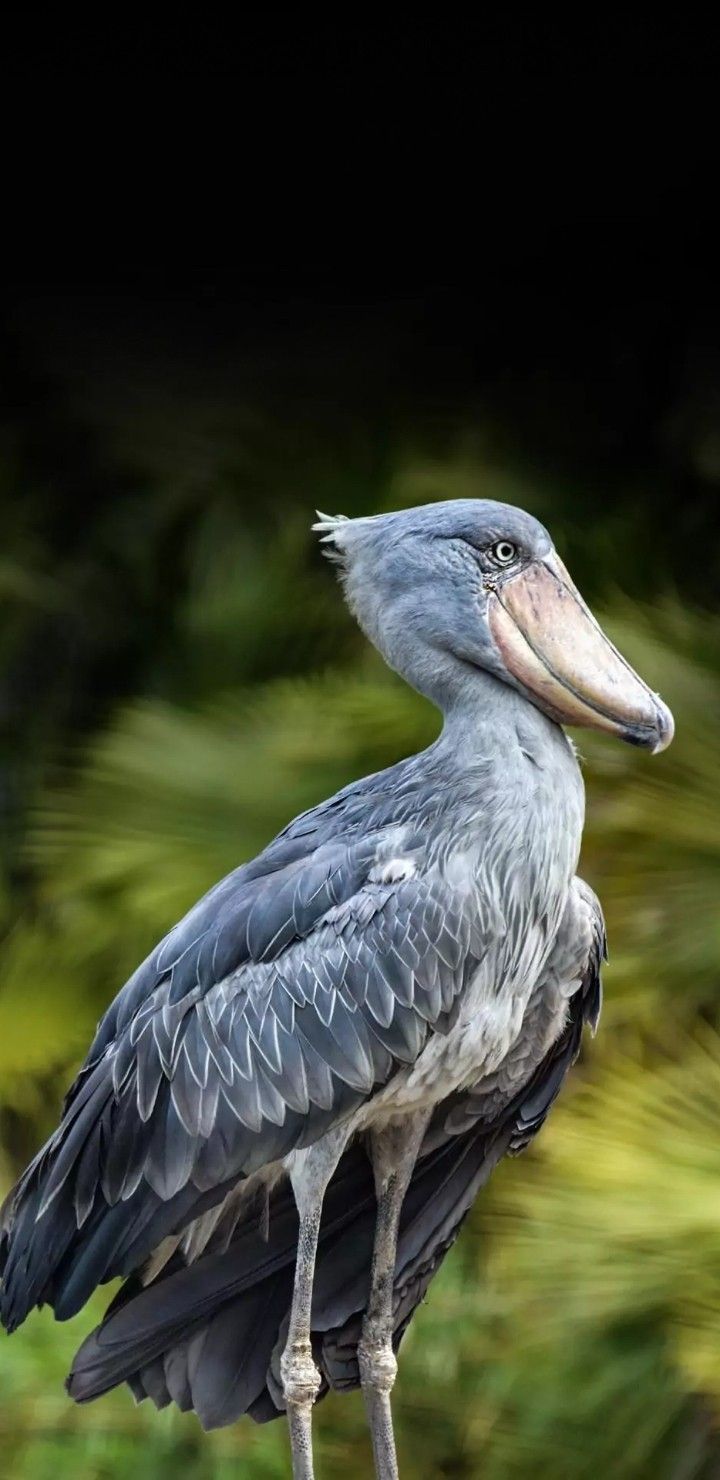 Shoebill Wallpapers - Top Free Shoebill Backgrounds - WallpaperAccess