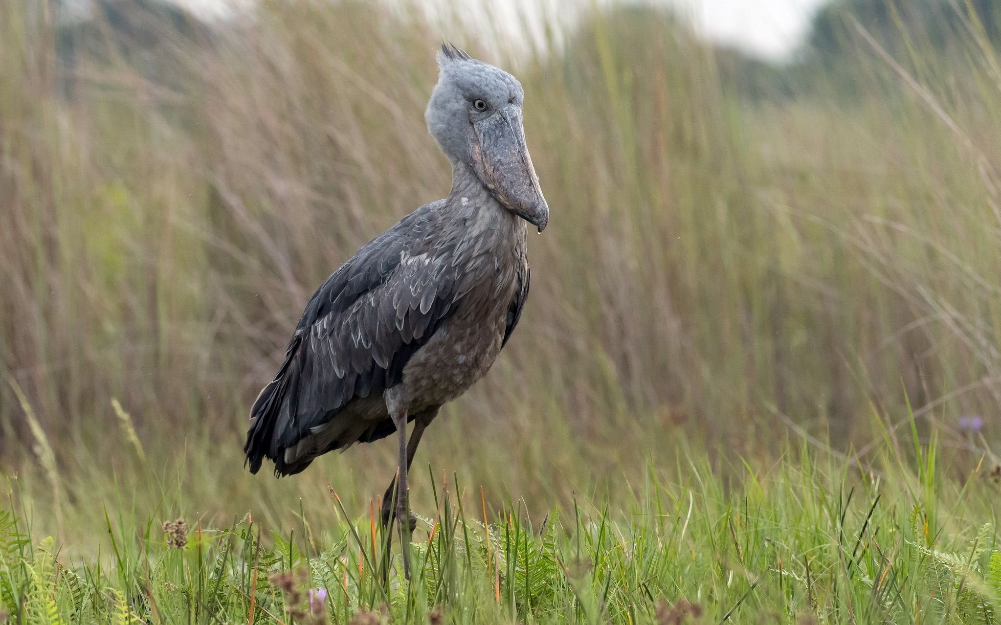 Shoebill Wallpapers - Top Free Shoebill Backgrounds - WallpaperAccess