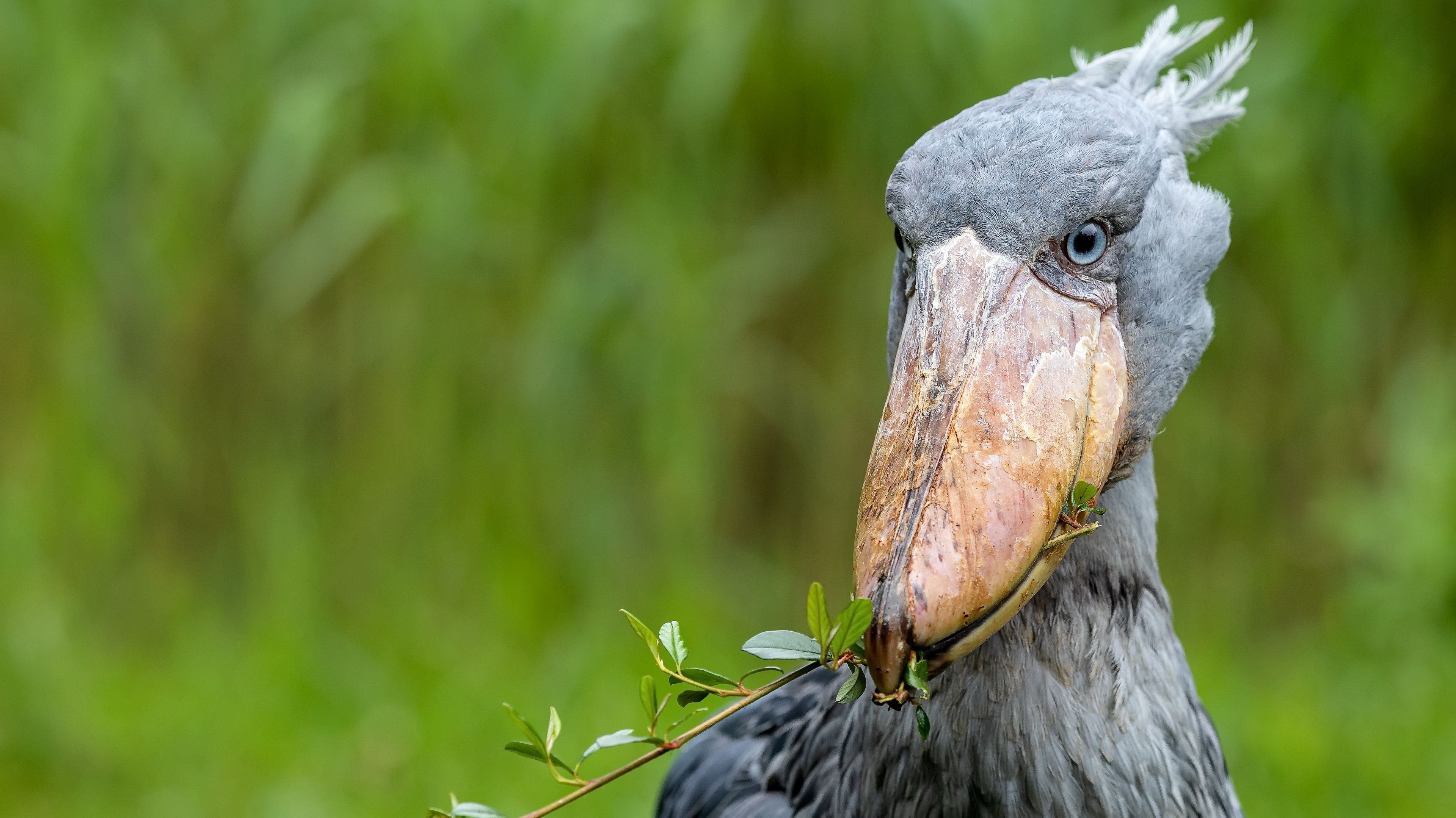 Shoebill Wallpapers - Top Free Shoebill Backgrounds - WallpaperAccess
