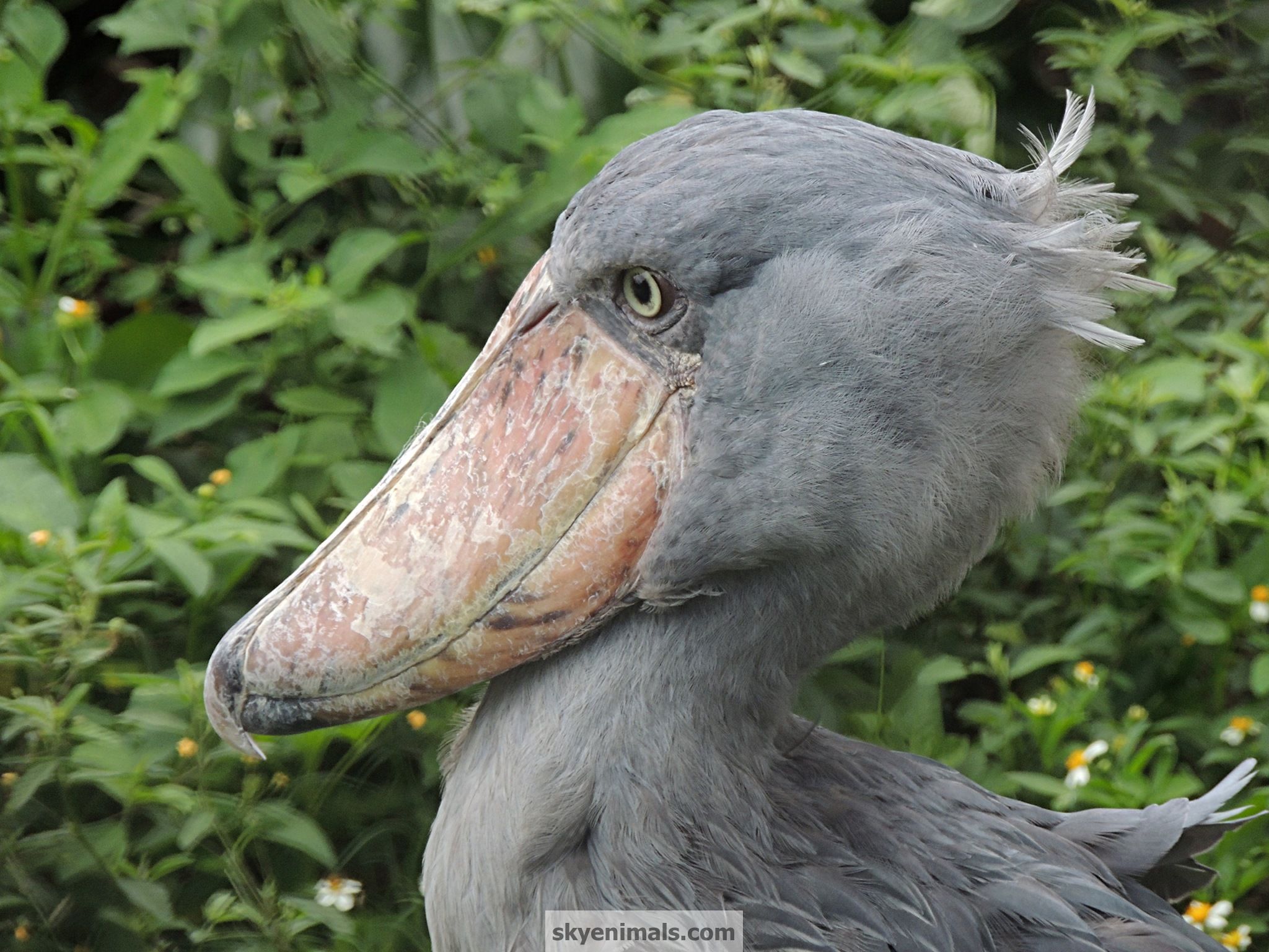 Shoebill Wallpapers - Top Free Shoebill Backgrounds - WallpaperAccess