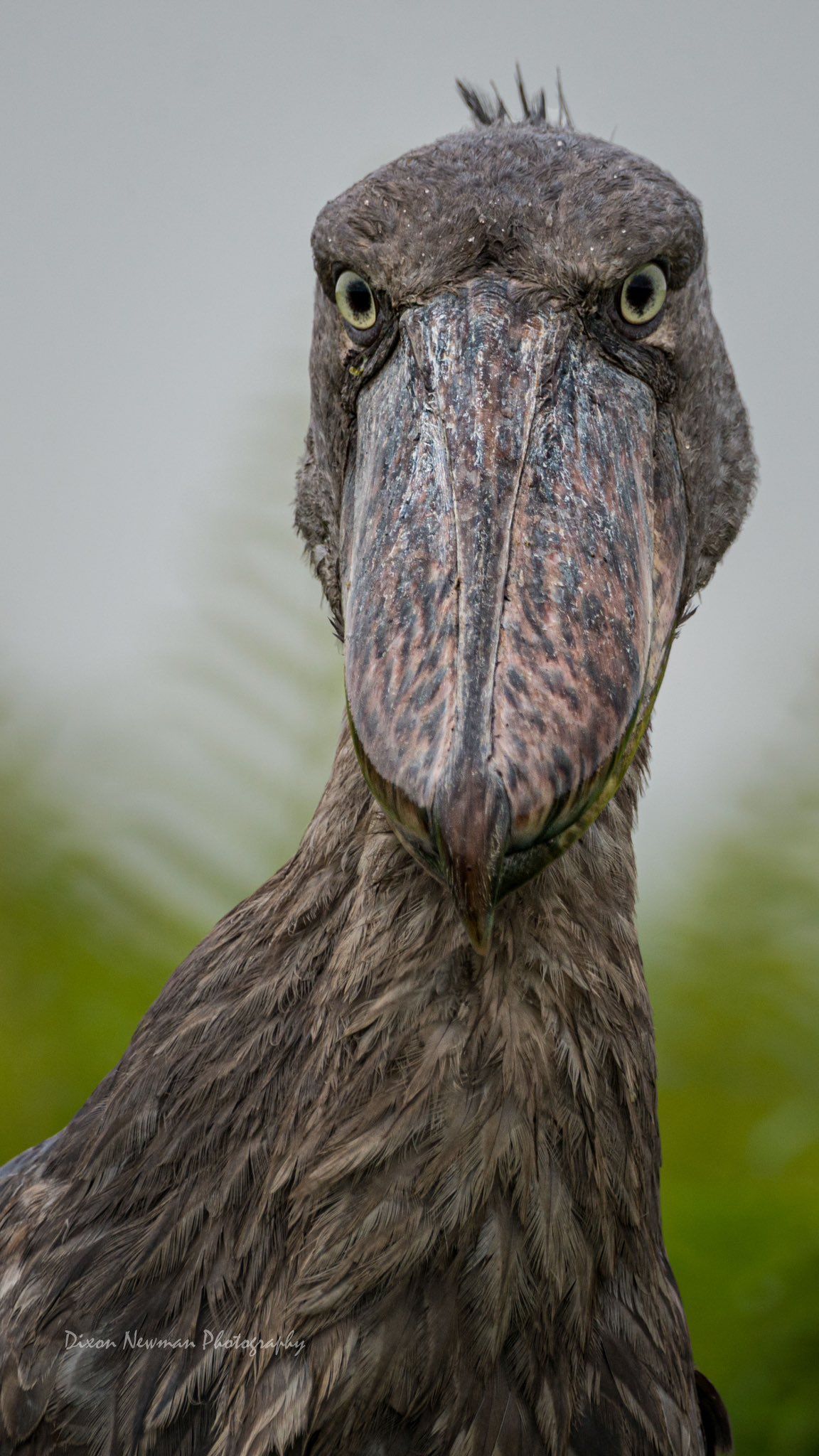 Shoebill Wallpapers - Top Free Shoebill Backgrounds - WallpaperAccess
