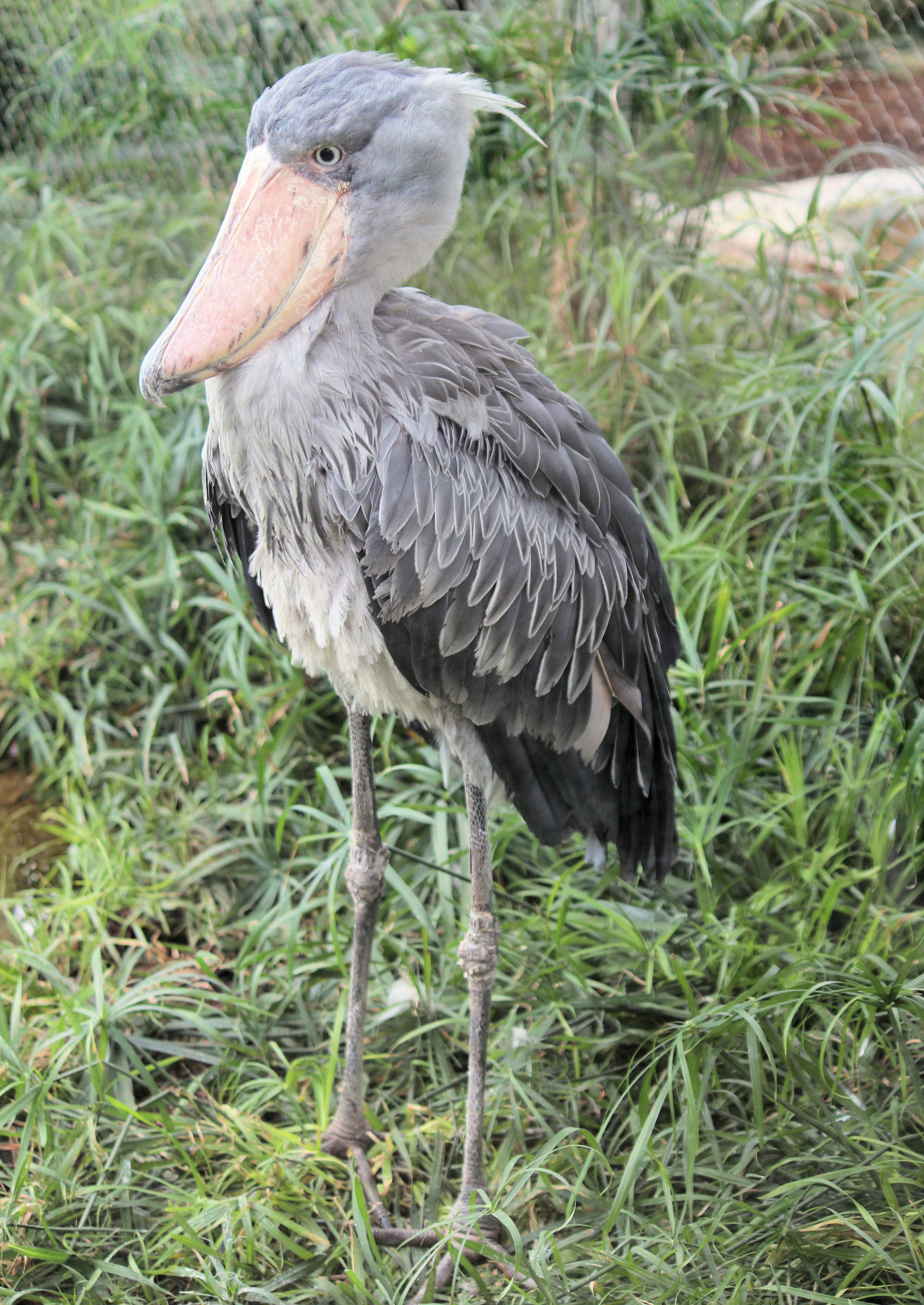 Shoebill Wallpapers - Top Free Shoebill Backgrounds - WallpaperAccess