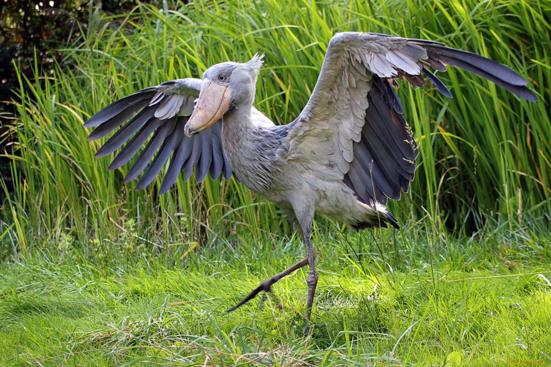 Shoebill Wallpapers - Top Free Shoebill Backgrounds - WallpaperAccess