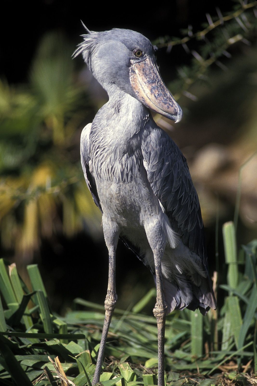 Shoebill Wallpapers - Top Free Shoebill Backgrounds - WallpaperAccess