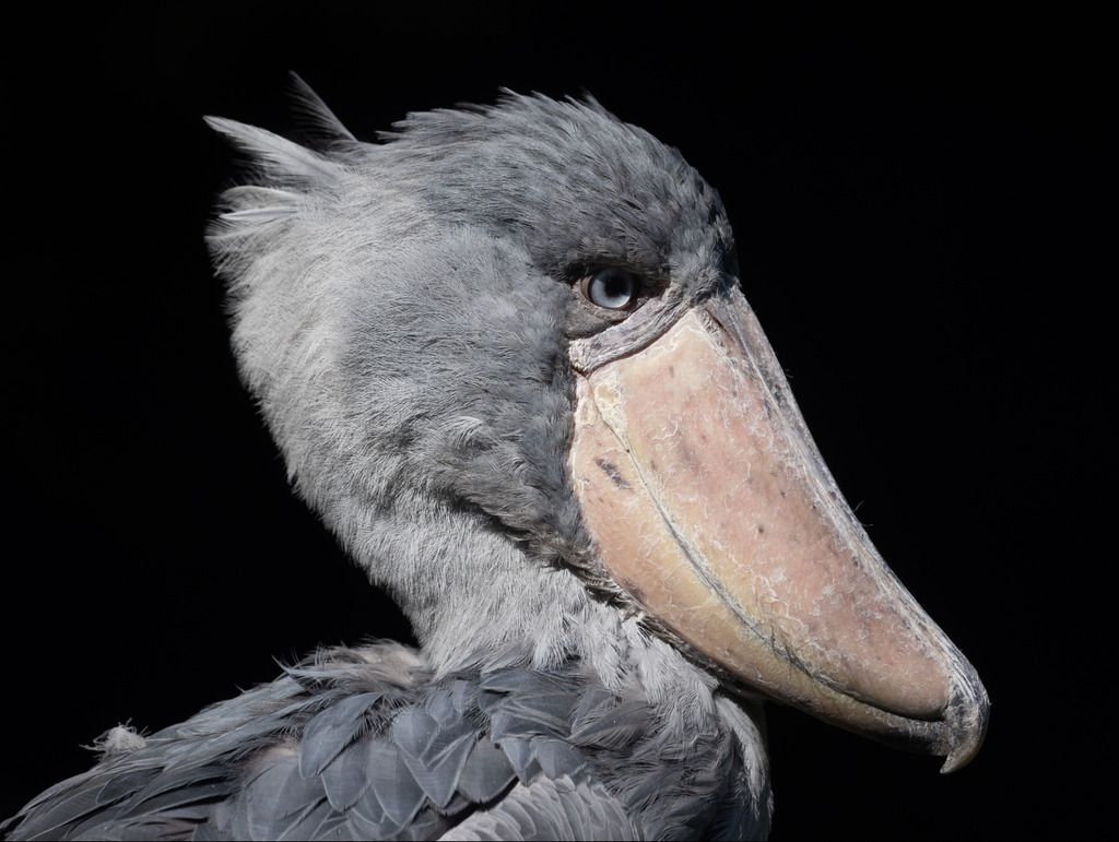 Shoebill Wallpapers - Top Free Shoebill Backgrounds - WallpaperAccess